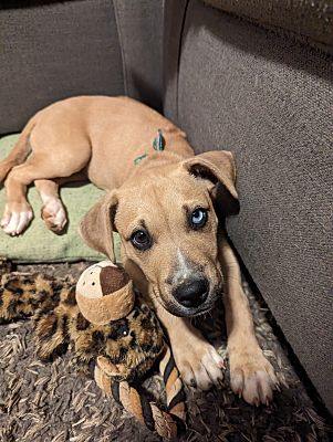 Hiram, GA - Rhodesian Ridgeback/Husky. Meet DATA a Pet for Adoption ...