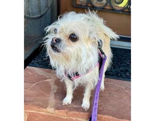 Sonoma, CA - Cairn Terrier/Pug. Meet Pepper a Pet for Adoption ...
