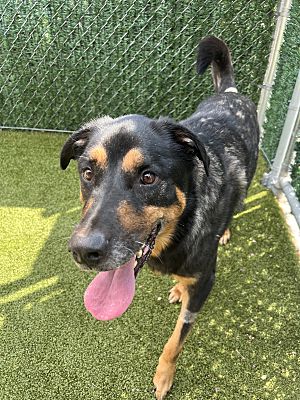 Houston, TX - Rottweiler. Meet Koda a Pet for Adoption - AdoptaPet.com