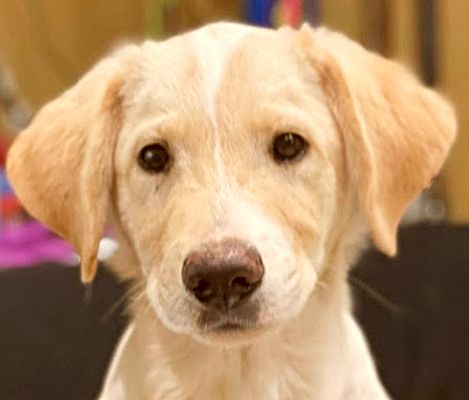 Boulder, CO - Golden Retriever/Labrador Retriever. Meet Barley a Pet ...