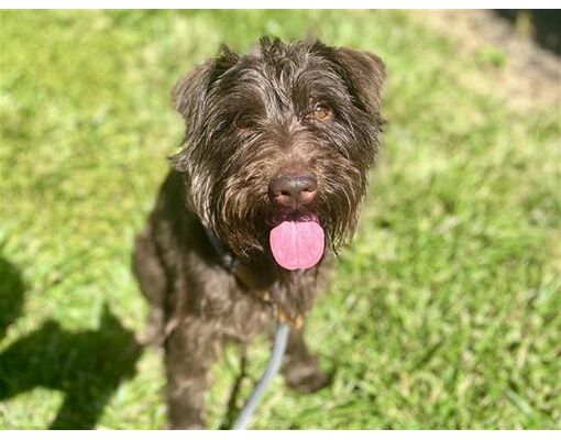 St. Louis, MO - Italian Spinone. Meet SQUATCH a Pet for Adoption ...