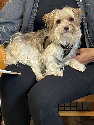 Harrison, NY - Yorkie, Yorkshire Terrier. Meet Finn a Pet for Adoption ...