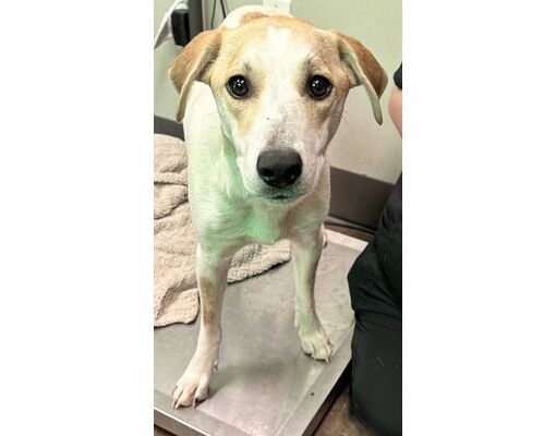 Florence, AL - Mixed Breed (Medium)/Mixed Breed (Medium). Meet Lug a ...