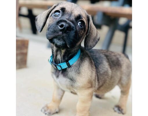 St. Louis, MO - Pug. Meet Bluebell a Pet for Adoption - AdoptaPet.com