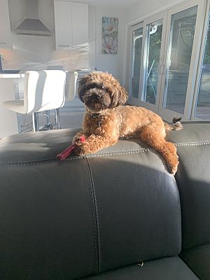 Beachwood, OH - Shih Poo. Meet Coco Bear a Pet for Adoption - AdoptaPet.com