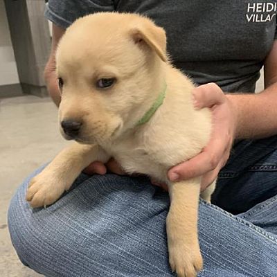 Phoenix, AZ - Mixed Breed (Medium). Meet Wraith a Pet for Adoption ...