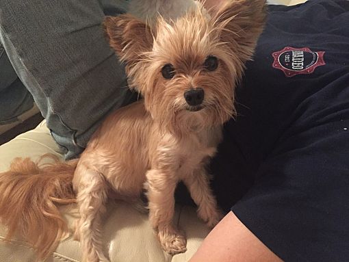 Springfield, OH - Yorkie, Yorkshire Terrier/Papillon. Meet Benji a Pet ...