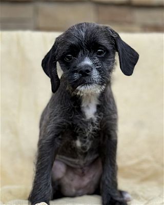 San Antonio, TX - Cocker Spaniel/Pug. Meet Gabriella a Pet for Adoption ...