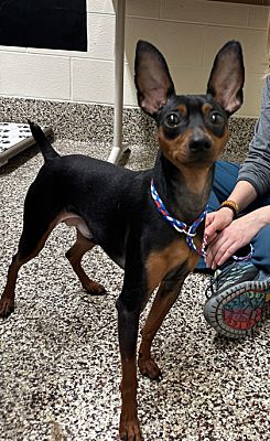Berkley, MI - Miniature Pinscher. Meet Louie a Pet for Adoption ...