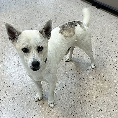 Seattle, WA - Corgi/Jindo. Meet CHEVY - Gentle nature friendly to all a ...