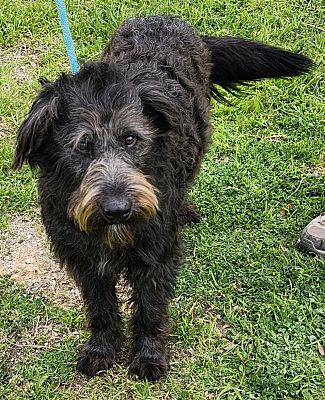 Minneapolis, MN - Schnoodle. Meet Hamilton a Pet for Adoption ...