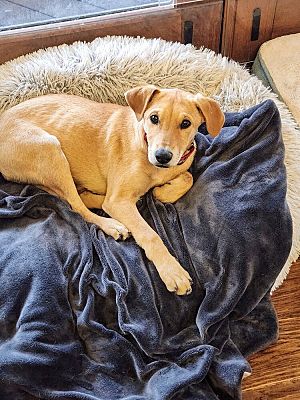 Denver, CO - Labrador Retriever/Mixed Breed (Medium). Meet Cali a Pet ...