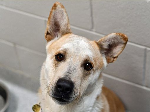 Denver, CO - German Shepherd Dog. Meet CANELO a Pet for Adoption ...