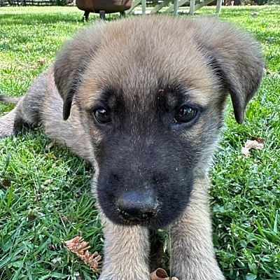 Fairfax Station, VA - German Shepherd Dog/Shepherd (Unknown Type). Meet ...