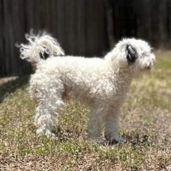 Albany, NY - Schnoodle/Maltese. Meet Boomer a Pet for Adoption ...