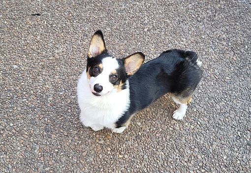 Gallatin, TN - Pembroke Welsh Corgi. Meet Hammond (Ham) a Pet for ...