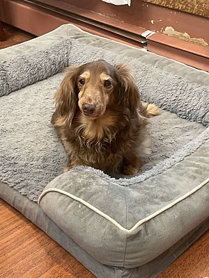 Fort Wayne, IN - Dachshund. Meet Reece a Pet for Adoption - AdoptaPet.com