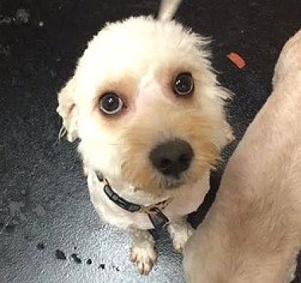 Studio City, CA - Lhasa Apso. Meet Curly a Pet for Adoption - AdoptaPet.com