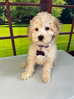 West Milford, NJ - Miniature Poodle/Goldendoodle. Meet Jenna a Pet for ...