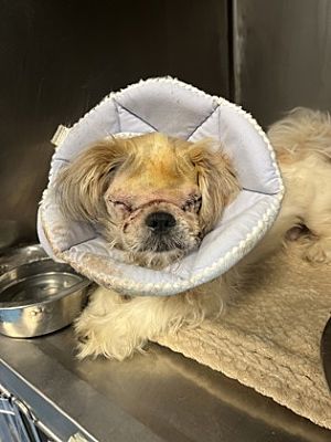 El Paso, TX - Shih Tzu. Meet Stevie* a Pet for Adoption - AdoptaPet.com