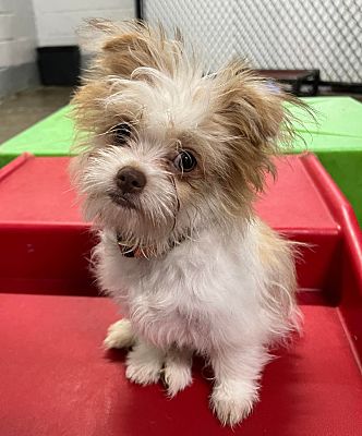 Warren, MI - Pomeranian/Shih Tzu. Meet Creamsicle a Pet for Adoption ...
