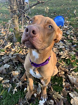 Moscow, ID - Pit Bull Terrier/Mixed Breed (Medium). Meet Sandy a Pet ...