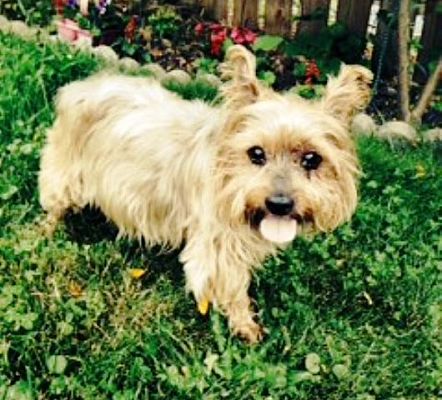 Radford, VA - Yorkie, Yorkshire Terrier. Meet Rusty a Pet for Adoption ...