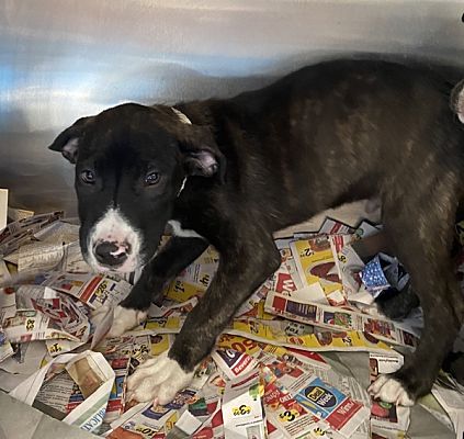 Birmingham, AL - Pit Bull Terrier. Meet Cash a Pet for Adoption ...
