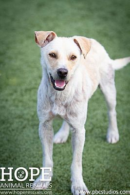 Godfrey, IL - Labrador Retriever/Chihuahua. Meet Buddy a Pet for ...
