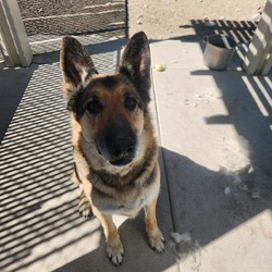 Fallon, NV - German Shepherd Dog. Meet Jazmine a Pet for Adoption ...