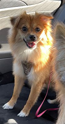Newport Beach, CA - Pomeranian. Meet Bella a Pet for Adoption ...