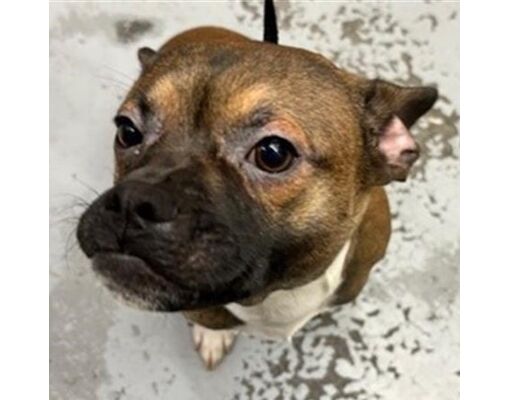 Anchorage, AK - French Bulldog/Miniature Pinscher. Meet UHTRED a Pet ...