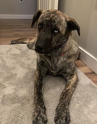 Kelowna, BC - Mountain Cur/Husky. Meet Taz - Adoption Pending a Pet for ...