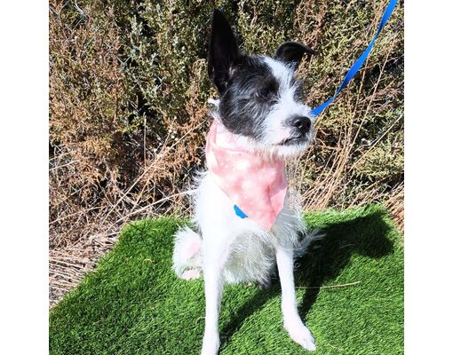 Show Low, AZ - Jack Russell Terrier/Mixed Breed (Small). Meet Rascal a ...