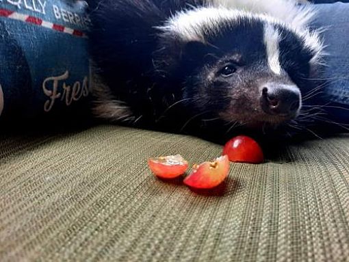 Hewitt, NJ - Skunk. Meet ELVIS a Pet for Adoption - AdoptaPet.com