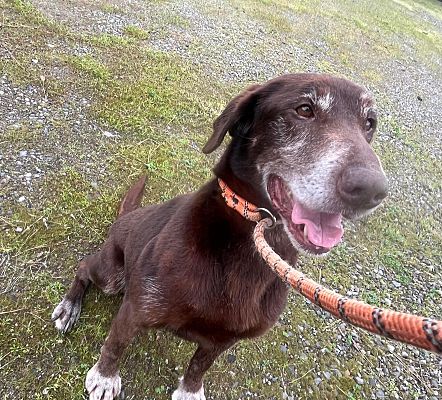 Bayport, NY - Labrador Retriever. Meet Char Baby -AKC a Pet for ...