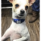 Italian Greyhound Puppies - Rescue and Adoption Near You