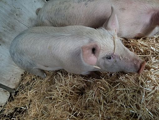 Silverdale, WA - Pig (Farm). Meet Malbec a Pet for Adoption - AdoptaPet.com