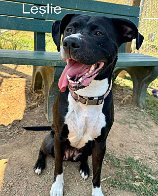 Palos Heights, IL - Terrier (Unknown Type, Medium). Meet Leslie a Pet ...