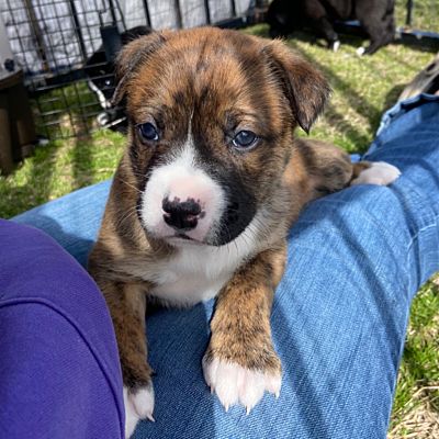 Clinton, SC - Spitz (Unknown Type, Medium)/Labrador Retriever. Meet ...