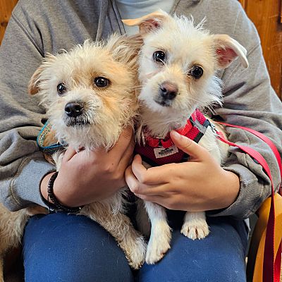 Harrison, NY - Maltese. Meet Sailor & Moon a Pet for Adoption ...