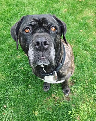 Woodstock, ON - Cane Corso. Meet Fluffy a Pet for Adoption - AdoptaPet.com
