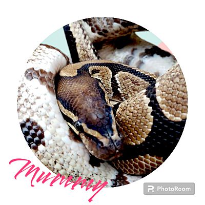 Vista, CA - Snake. Meet Mummy a Pet for Adoption - AdoptaPet.com