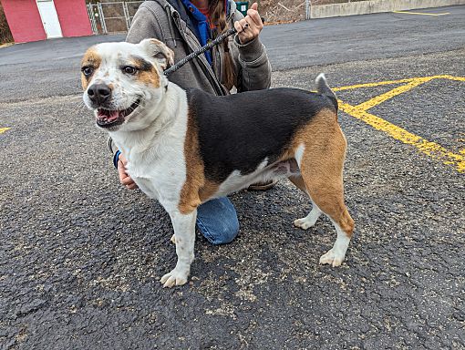 Reeds Spring, MO - Mixed Breed (Large). Meet Candi a Pet for Adoption ...