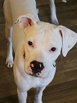Frederick, MD - Boxer/Mixed Breed (Large). Meet Bora (Special Needs) a ...