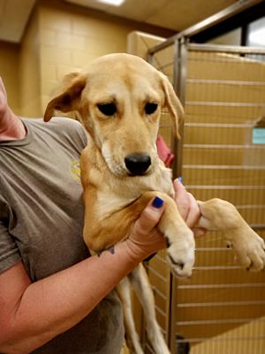 Earleville, MD - Labrador Retriever. Meet Raya a Pet for Adoption ...