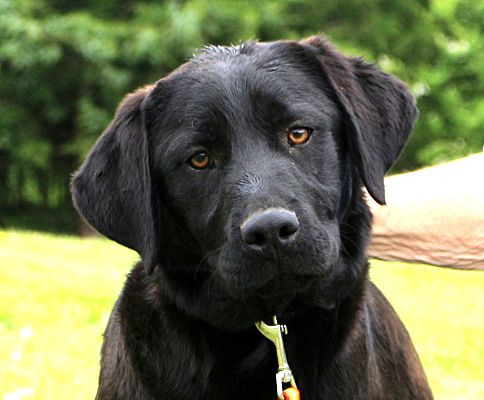 Southbury, CT - Chesapeake Bay Retriever/Labrador Retriever. Meet ...