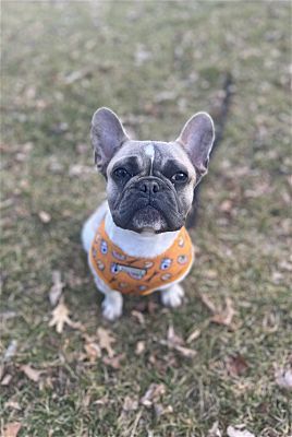 St. Louis Park, MN - French Bulldog. Meet Reef a Pet for Adoption ...
