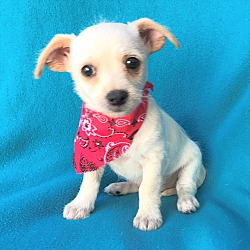 Burbank, CA - Terrier (Unknown Type, Small). Meet Kent Terrier Puppy a ...