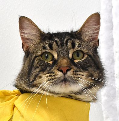 Springfield, OH - Domestic Mediumhair. Meet Ashes a Pet for Adoption ...